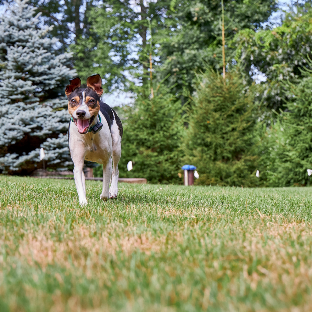 Why You Should Upgrade from An Invisible Fence® To A DogWatch® Hidden ...